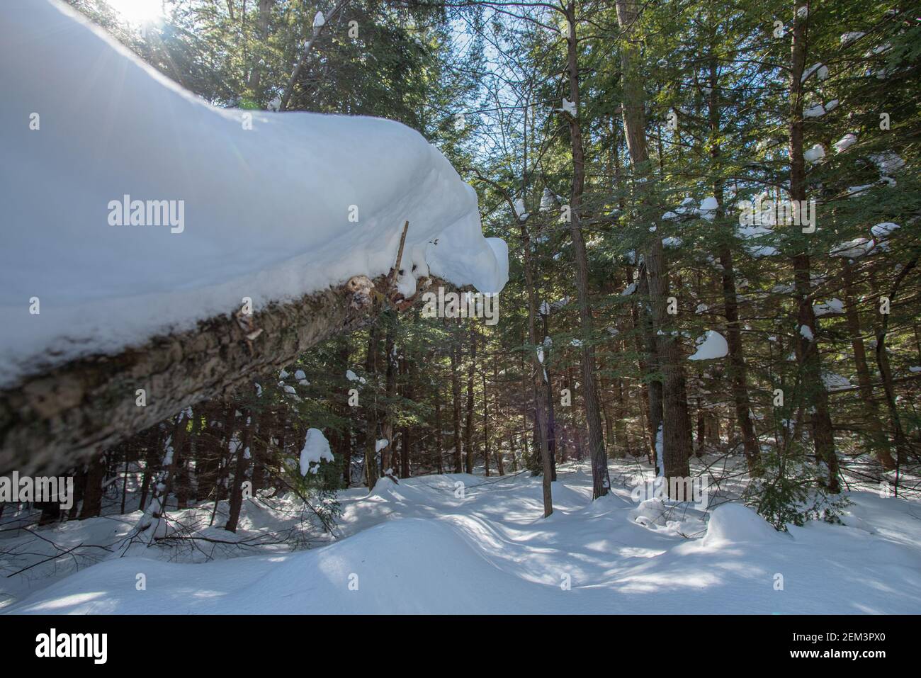 Snow falling off tree hi-res stock photography and images - Alamy