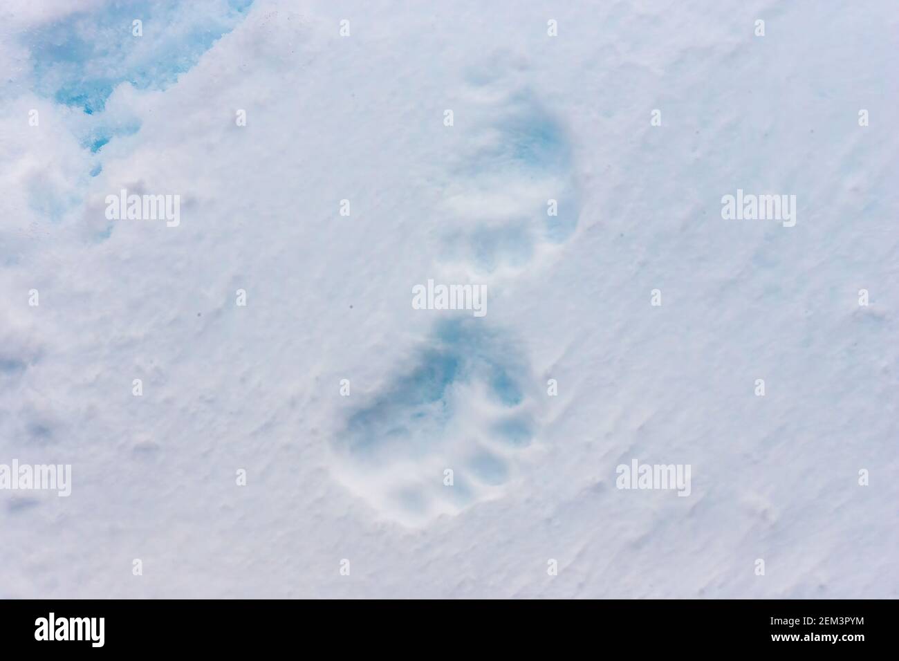 Polar bear footprints hi-res stock photography and images - Alamy