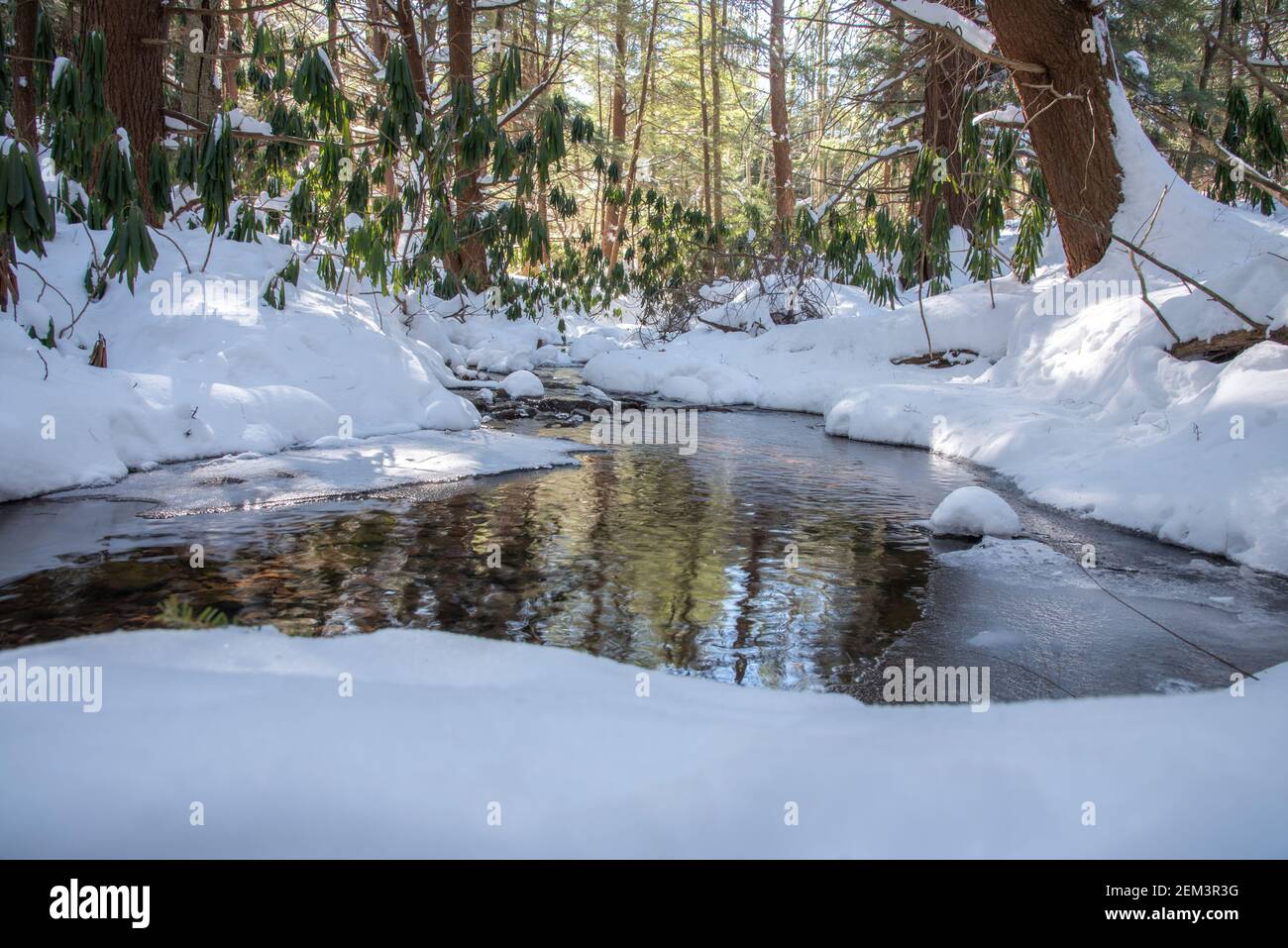 Small pool along a forest stream Stock Photo - Alamy
