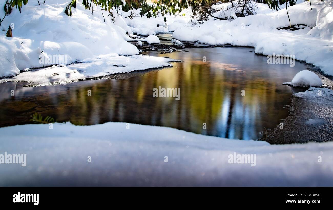 colorful reflection of the forest in a gentle mountain stream Stock ...