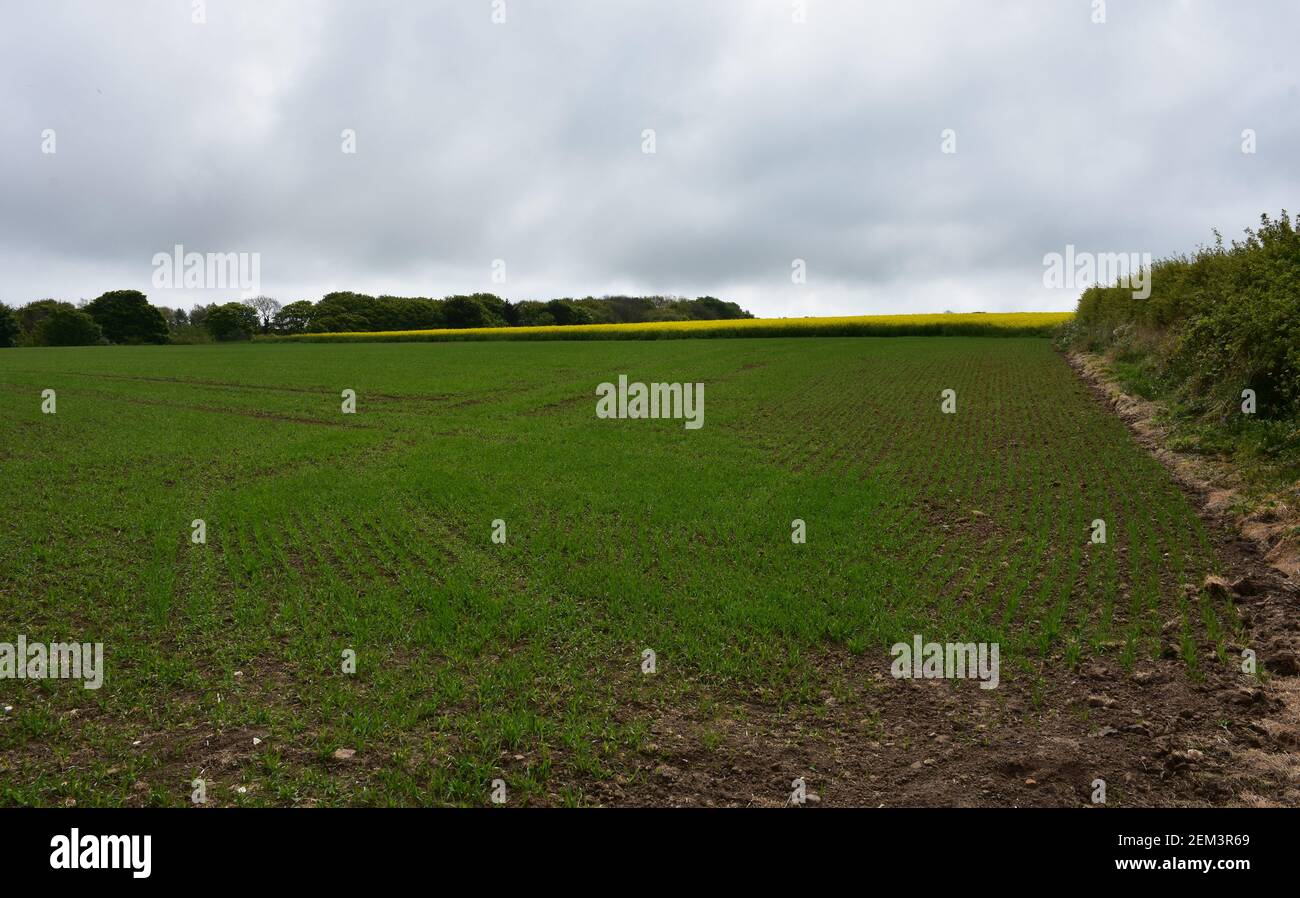Farmland landscape with freshly seeded field and rapeseed Stock Photo ...