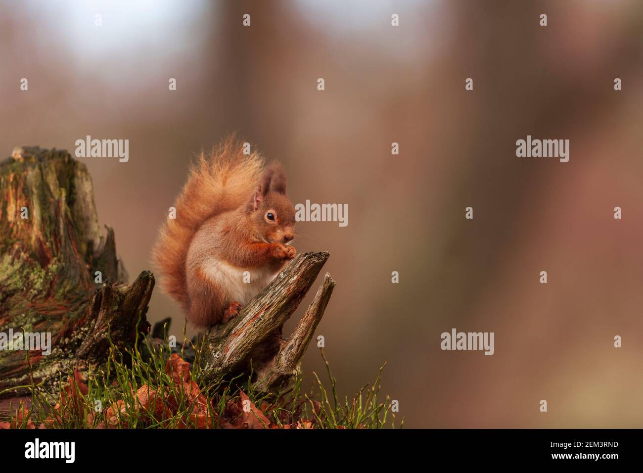 A Scottish Red Squirrel Stock Photo - Alamy
