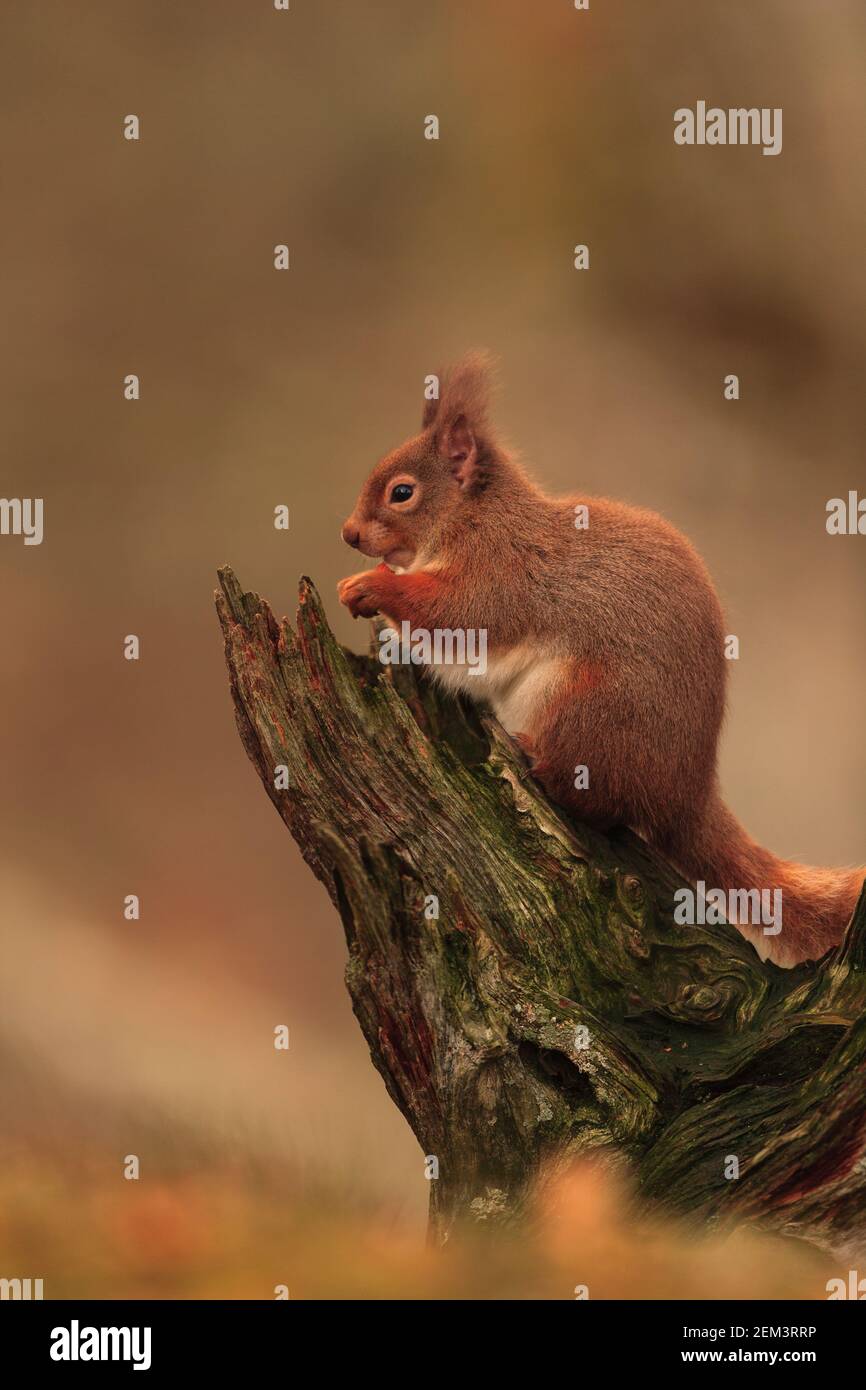 A Scottish Red Squirrel Stock Photo - Alamy