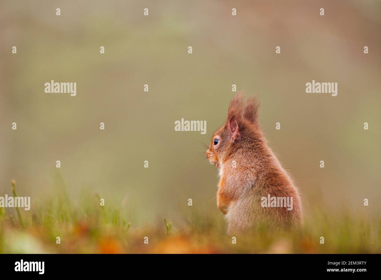 A Scottish Red Squirrel Stock Photo - Alamy