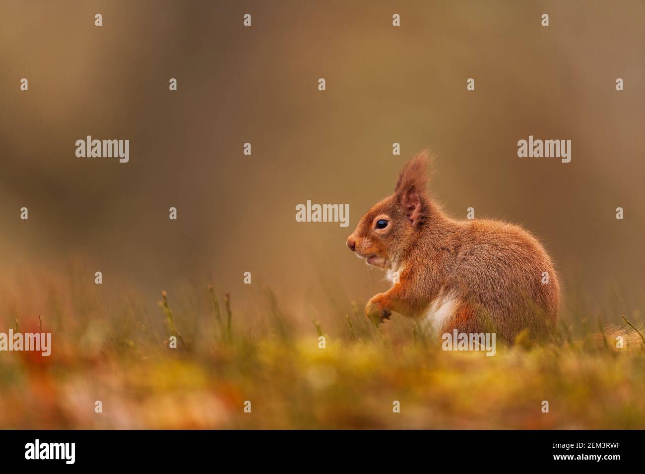 A Scottish Red Squirrel Stock Photo - Alamy