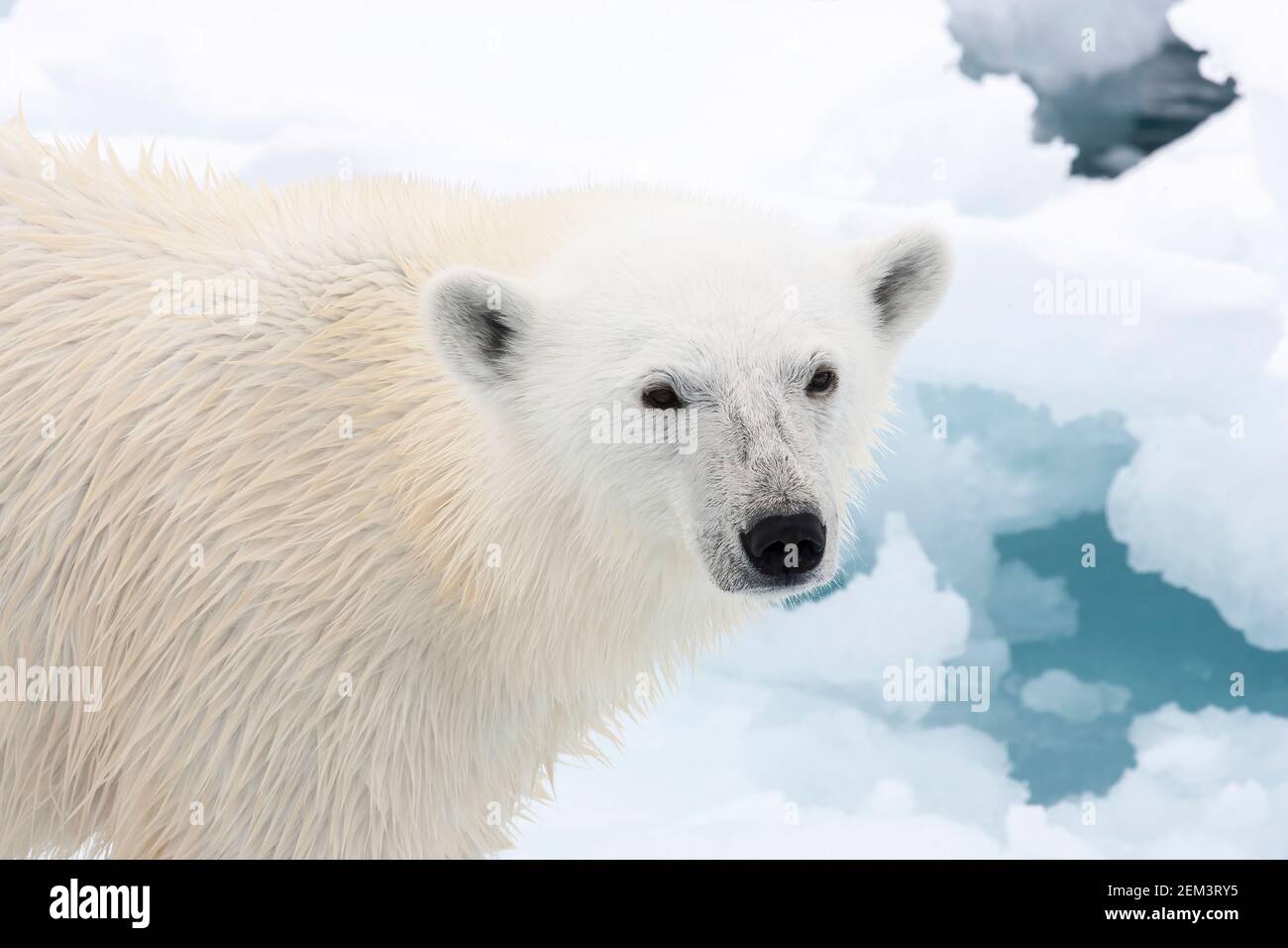 polar bear, Ursus maritimus, close up of single animal on ice in the ...