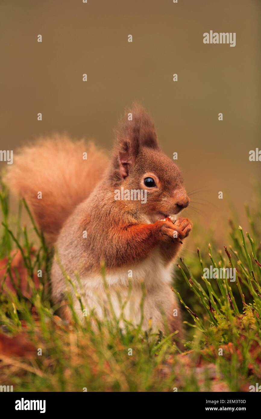 A Scottish Red Squirrel Stock Photo - Alamy