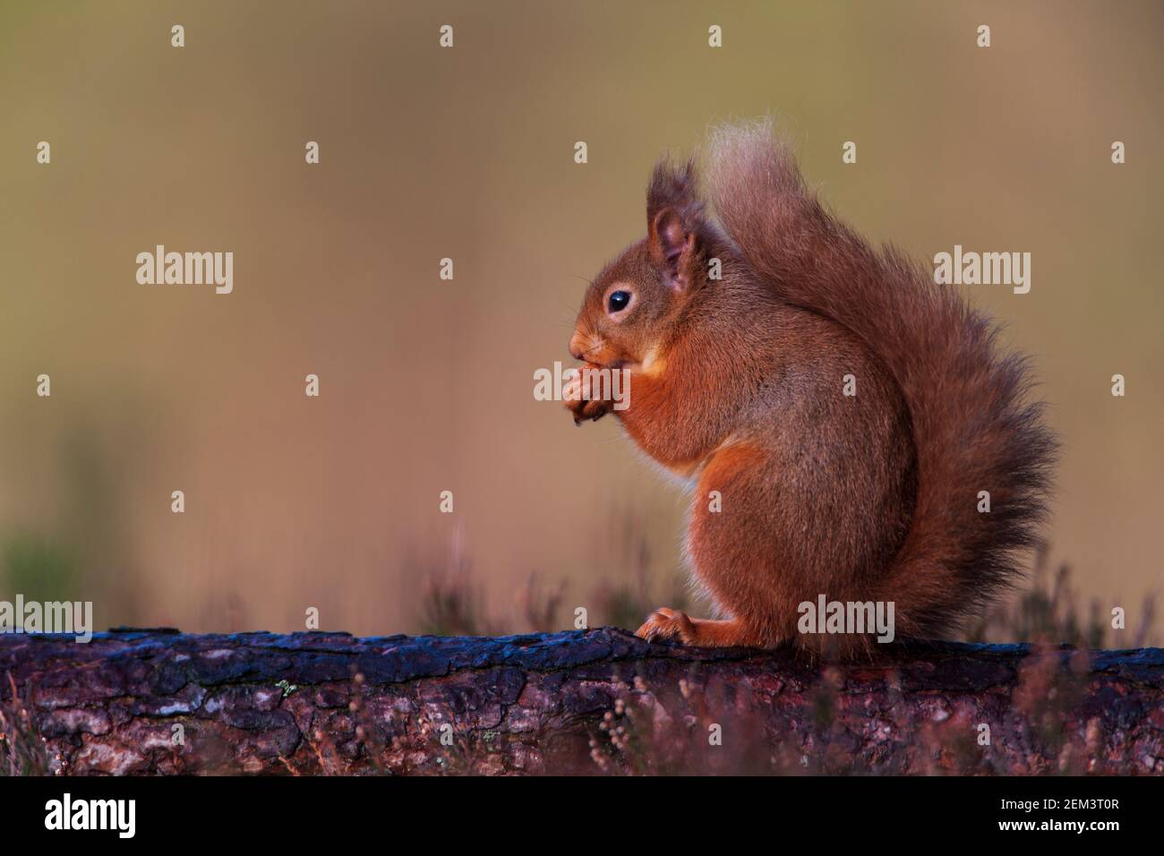 Scottish red squirrel hi-res stock photography and images - Alamy