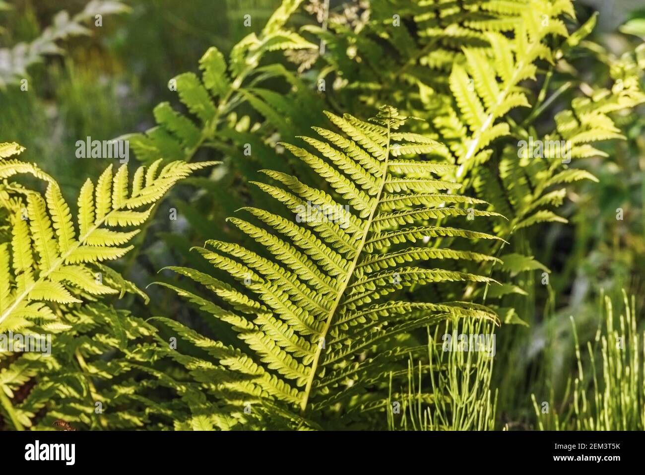 Polypodiophyta leaves hi-res stock photography and images - Alamy