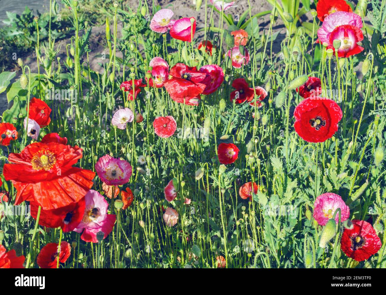 Idyllic garden with herb bed hi-res stock photography and images - Alamy