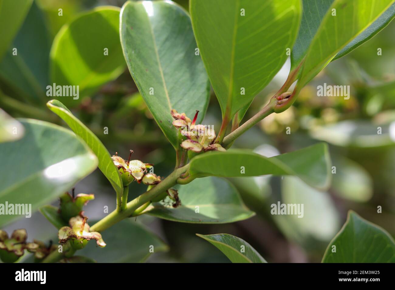 Araca fruit hi-res stock photography and images - Alamy