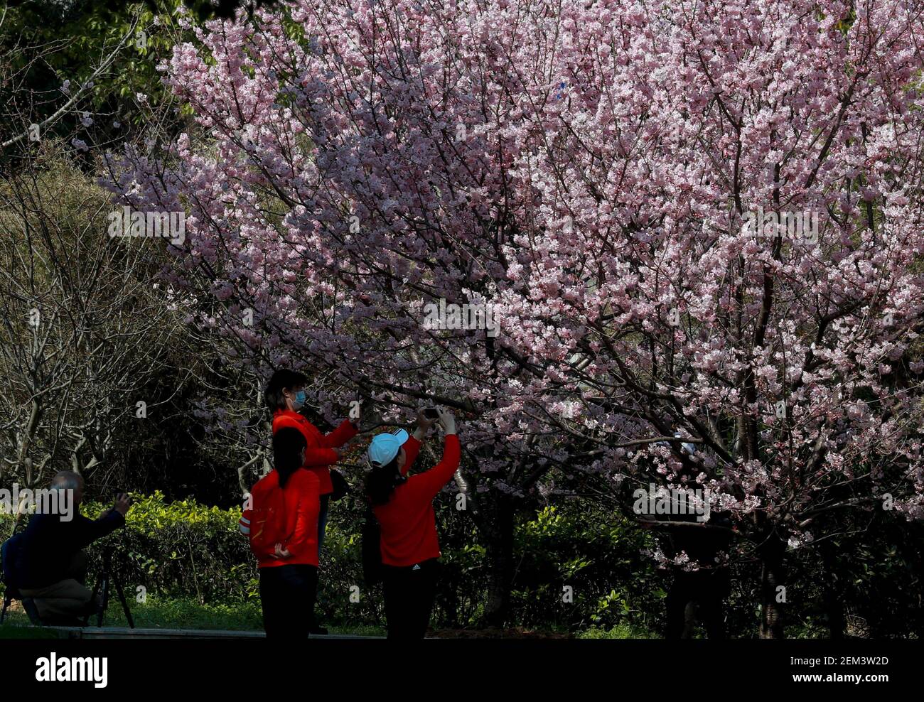 Many citizens and tourists come to enjoy the cherry blossoms in Wuhan ...