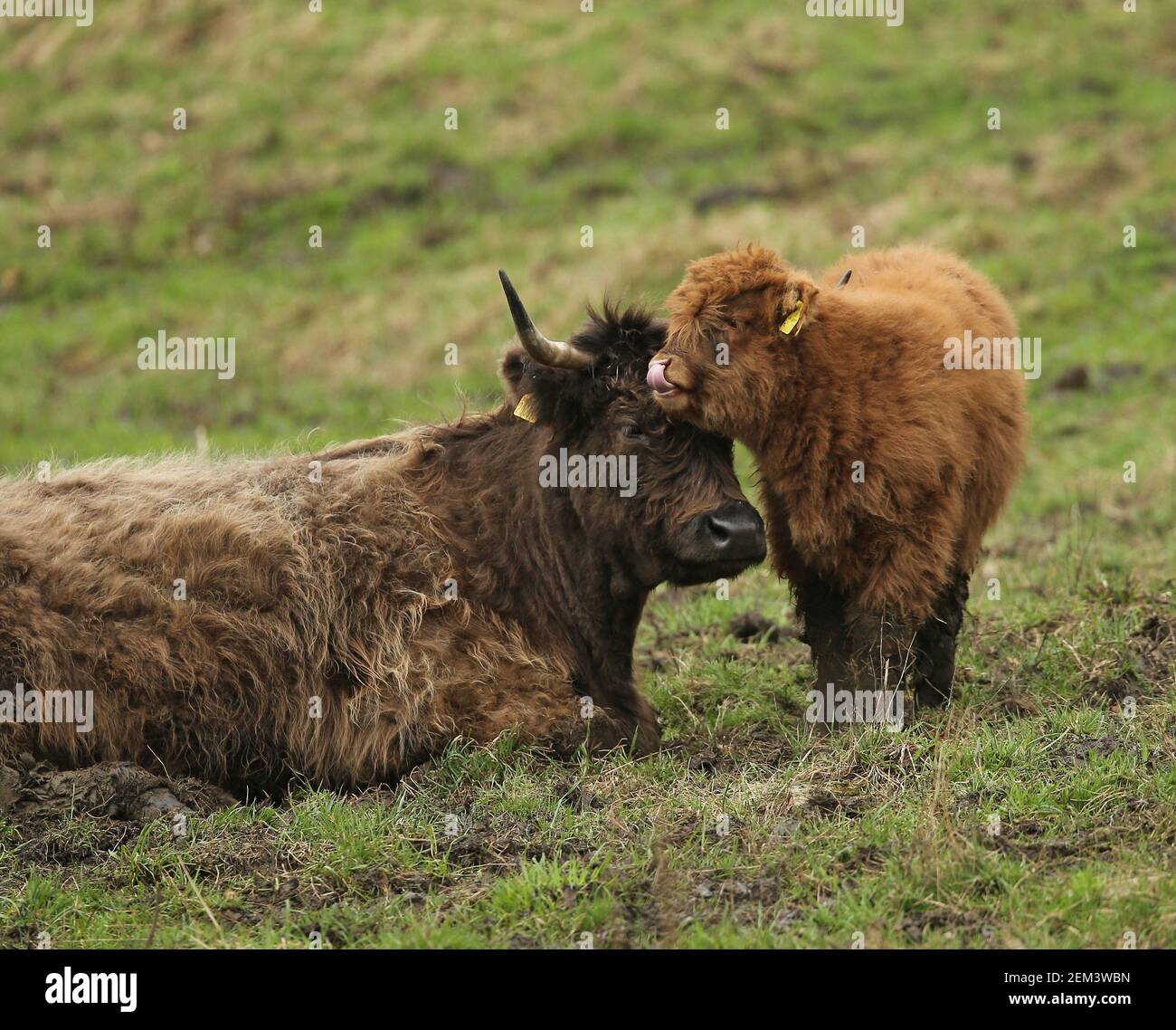 Highland cows spring hi-res stock photography and images - Alamy
