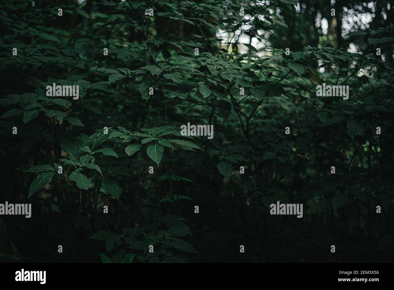 Dark Jungle Background