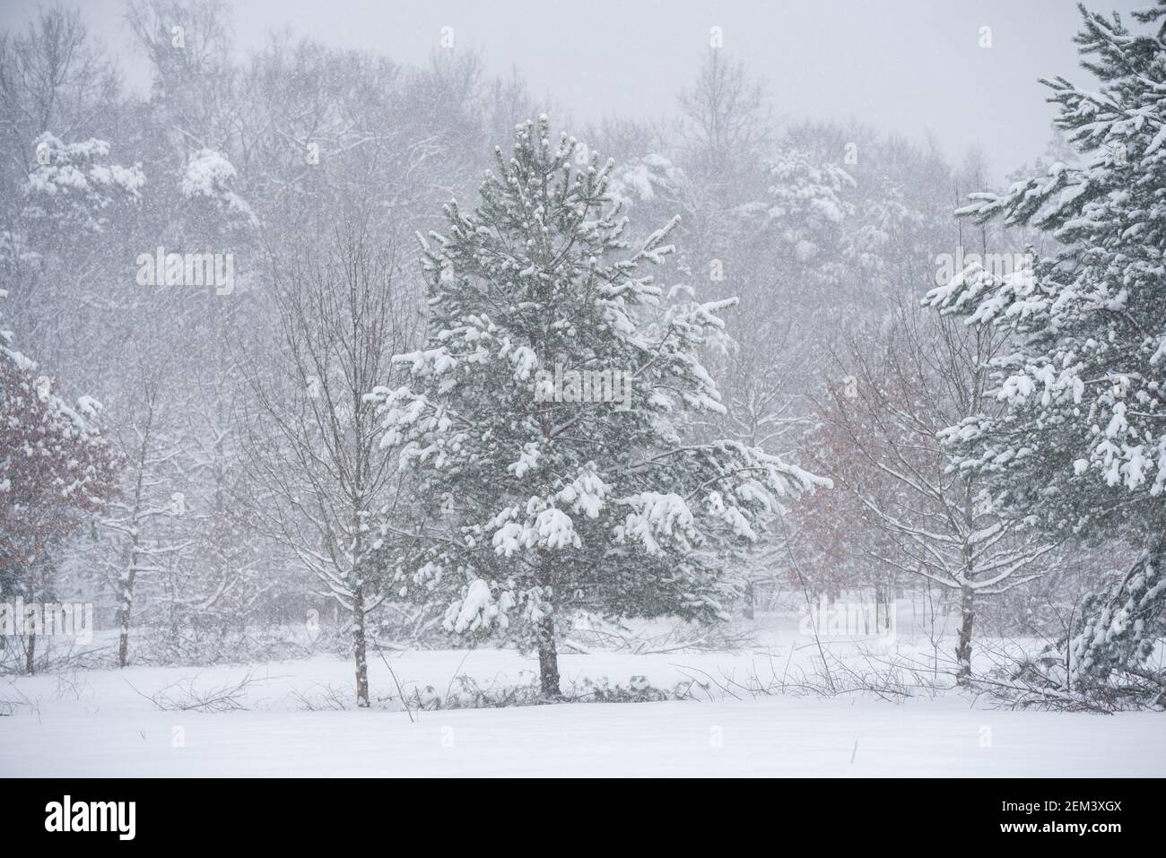 Beautiful fir tree with snow on winter nature background Stock Photo ...