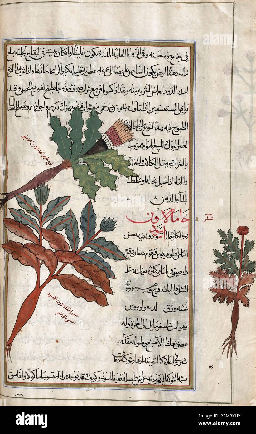 Thistle illustration hi-res stock photography and images - Alamy