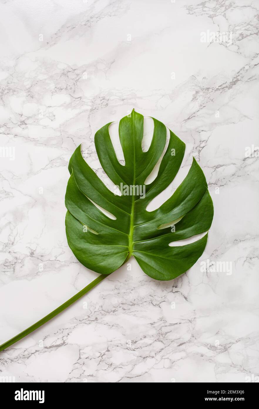 monstera leaf tropical plant on marble background Stock Photo - Alamy