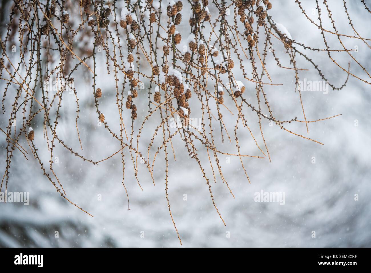 Larch tree branches with small cones in snow background Stock Photo - Alamy