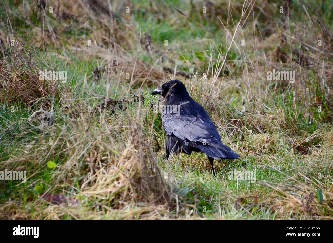 crows searching for food in grass in highgate wood london england UK ...