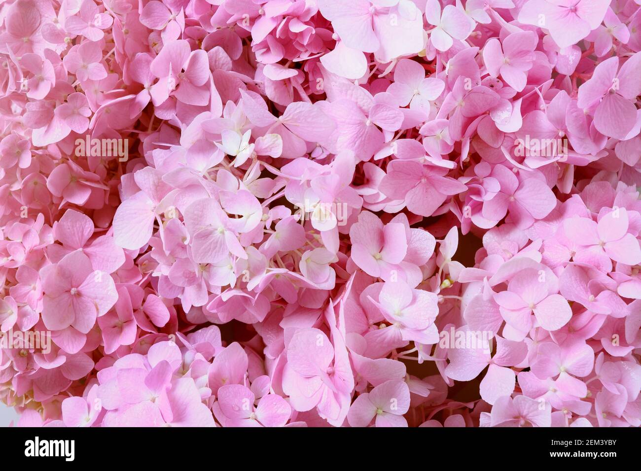 Romantic, soft and beautiful pattern pink hydrangea flowers background ...
