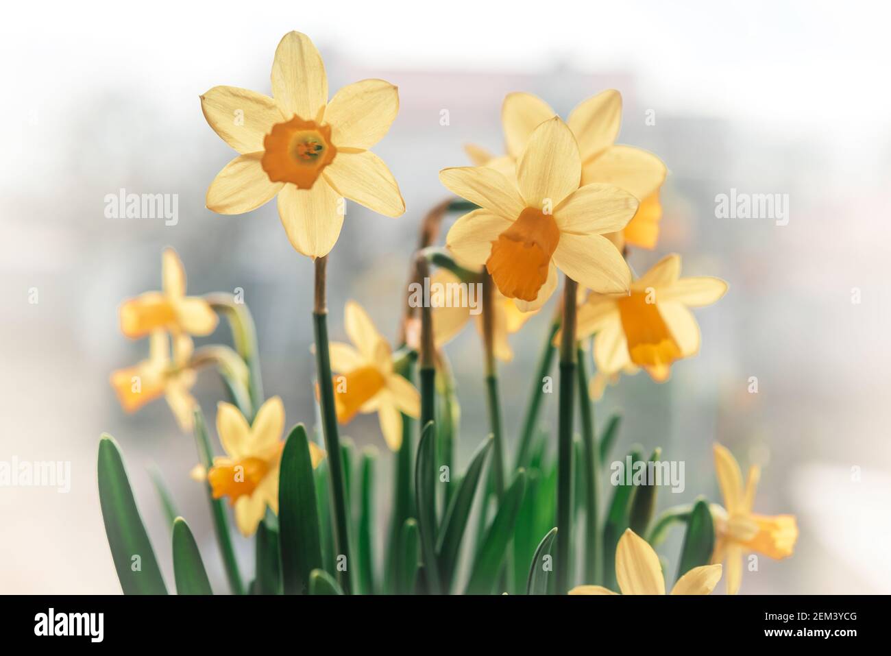 Daffodil flowers floral spring background Stock Photo - Alamy