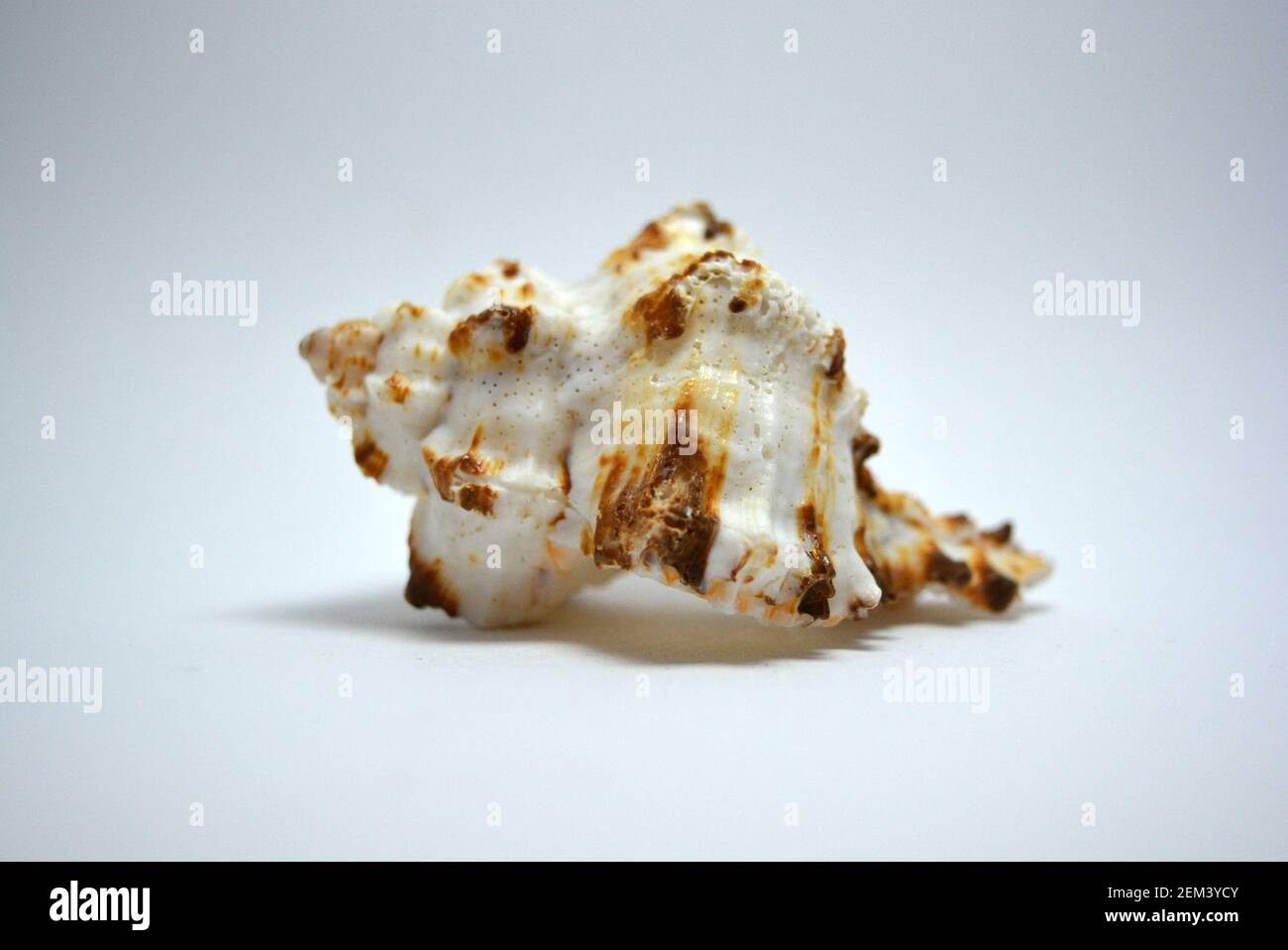 A beautiful and graceful marine, white ocean shell with brown dots ...