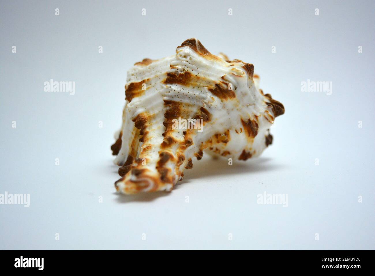 A beautiful and graceful marine, white ocean shell with brown dots ...