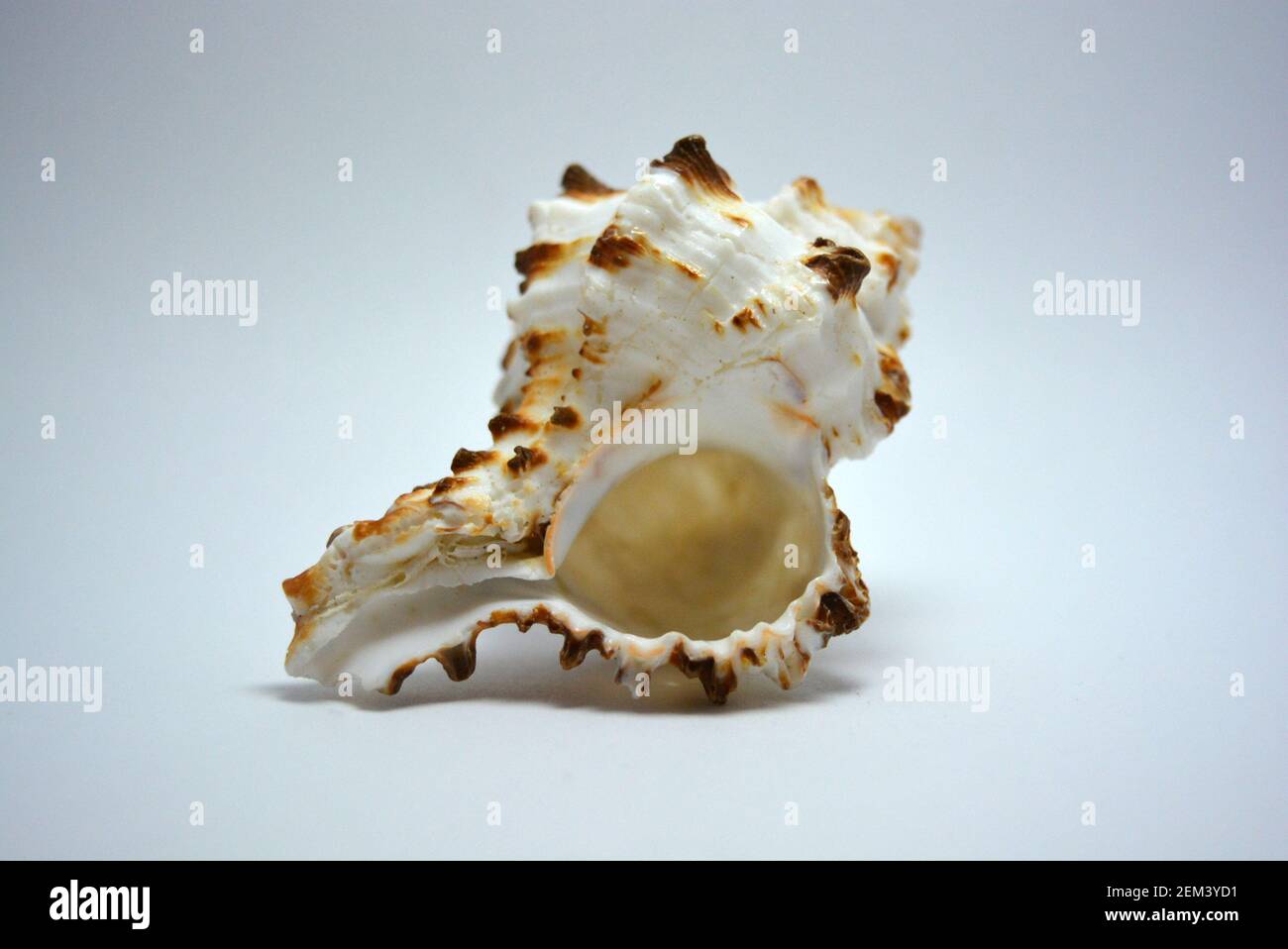 A beautiful and graceful marine, white ocean shell with brown dots ...