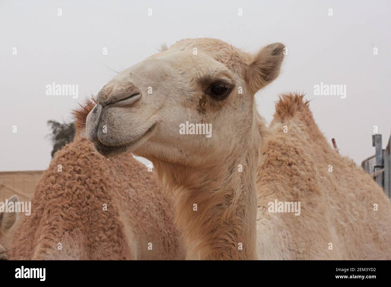 Animals in abu dhabi hi-res stock photography and images - Alamy