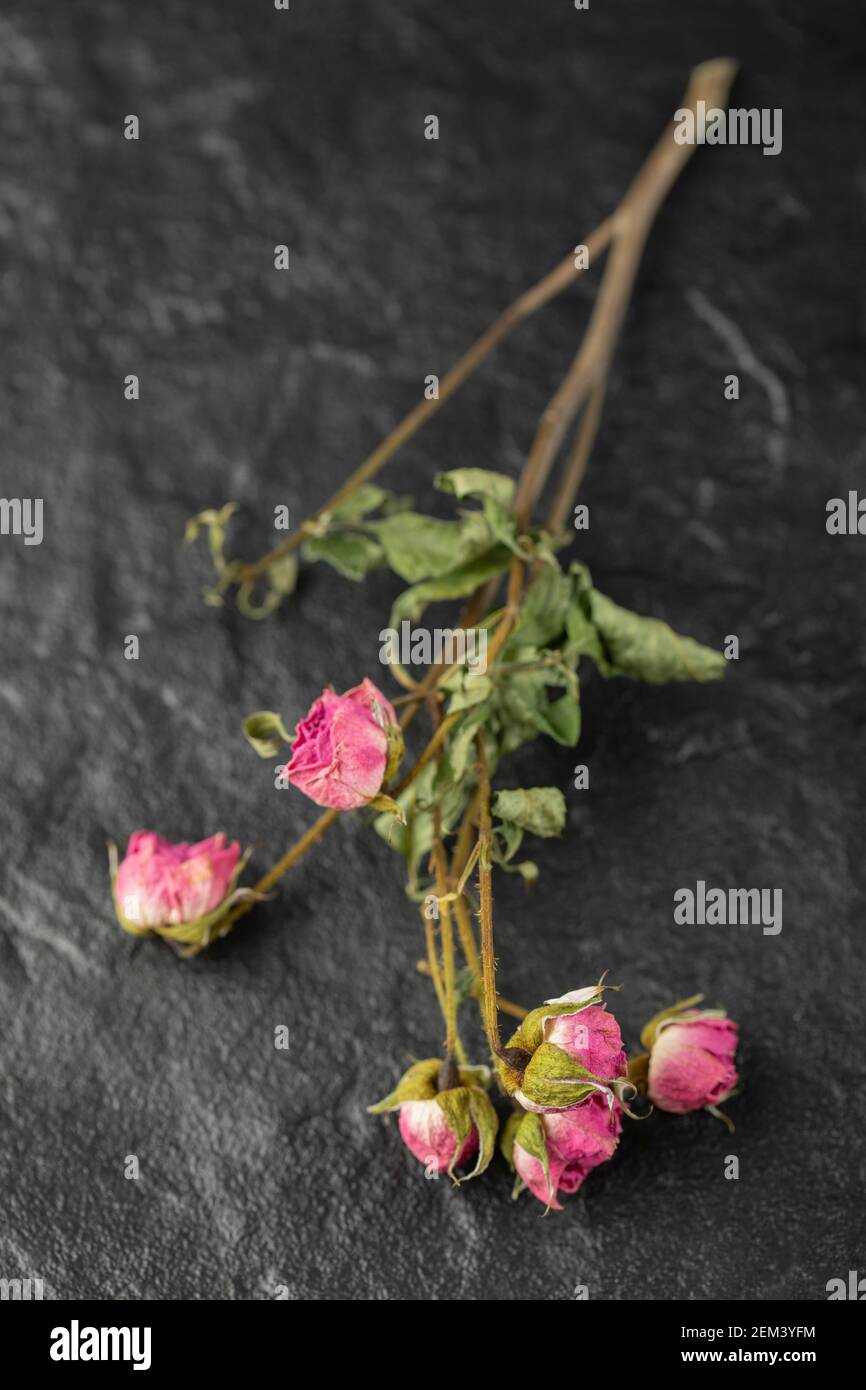 Dried roses flower on a black background Stock Photo - Alamy