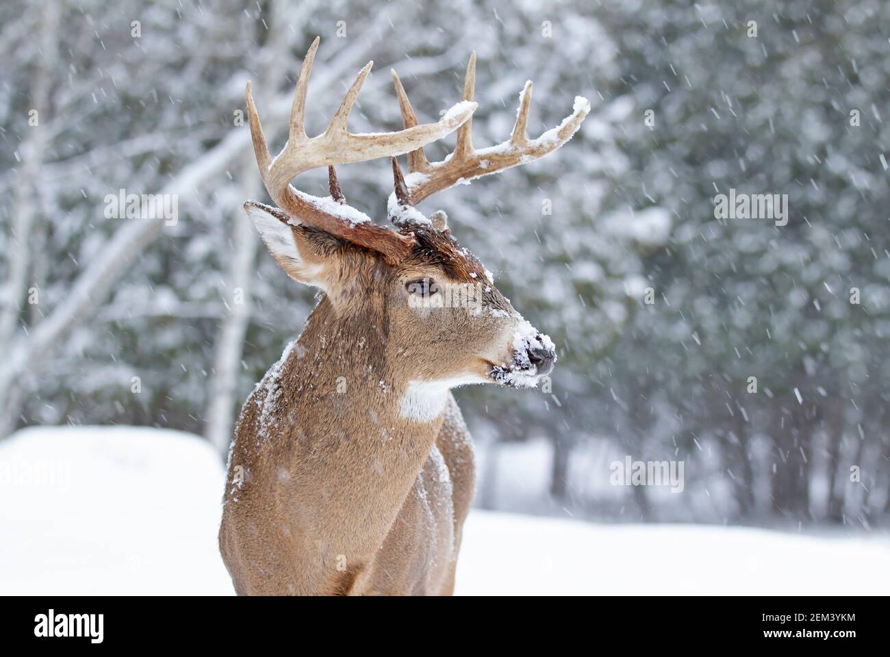 Whitetail deer buck isolated standing hi-res stock photography and ...