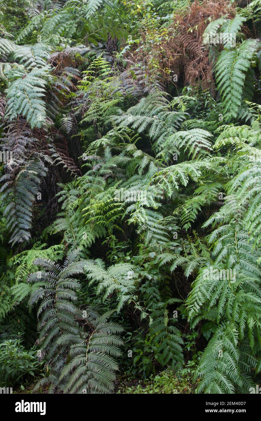 Chain ferns Woodwardia radicans in a laurel forest. Barlovento. La ...