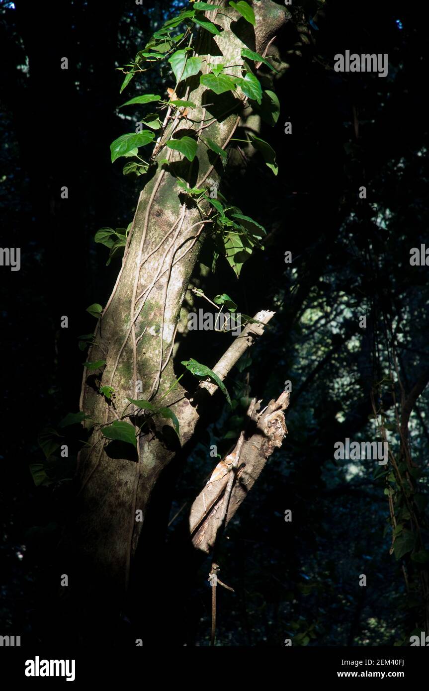 Canarian ivy Hedera canariensis growing up a tree. Barlovento. La Palma ...