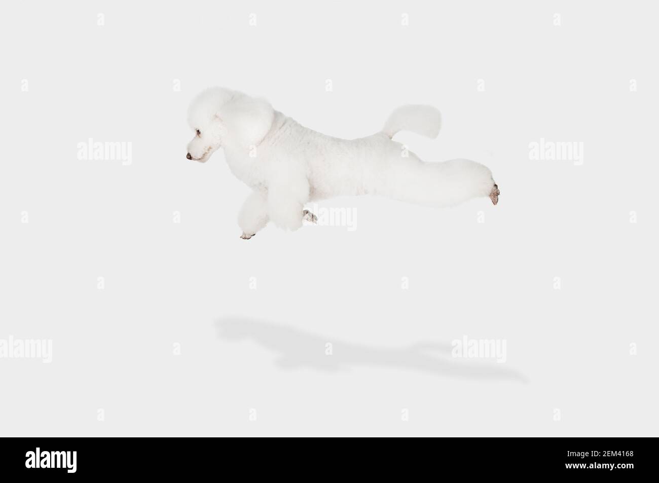 Small funny dog white poodle flying isolated over white background ...