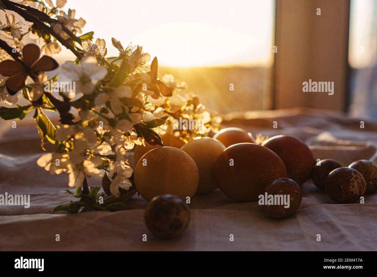Modern pastel easter eggs and blooming cherry branch with butterfly on ...