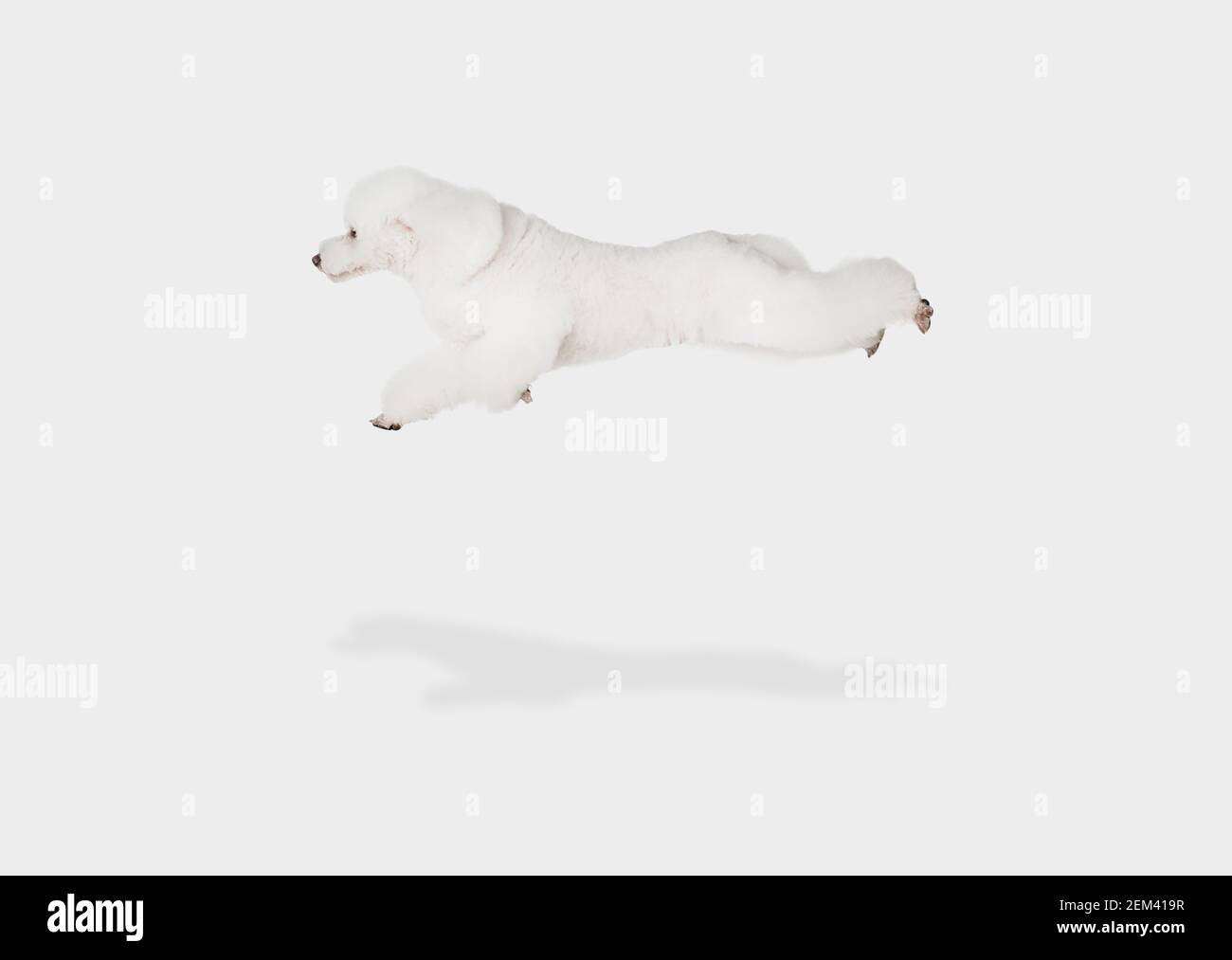 Small funny dog white poodle flying isolated over white background ...