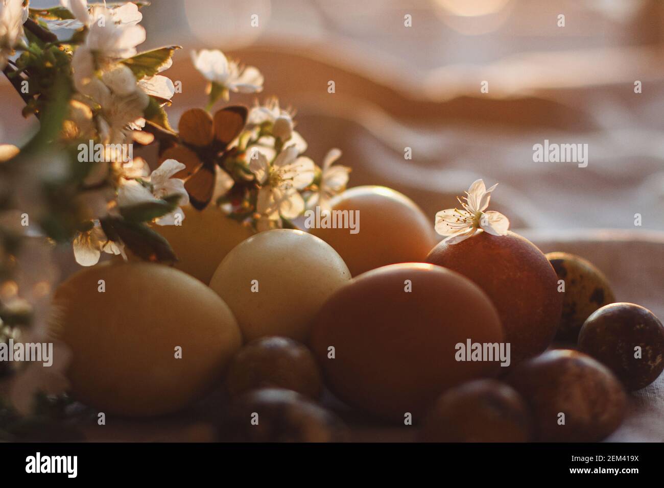 Modern pastel easter eggs and blooming cherry branch with butterfly on ...