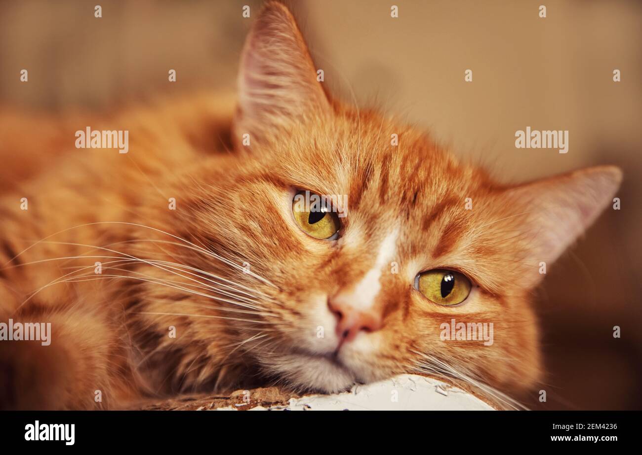 Depression kitty hi-res stock photography and images - Alamy