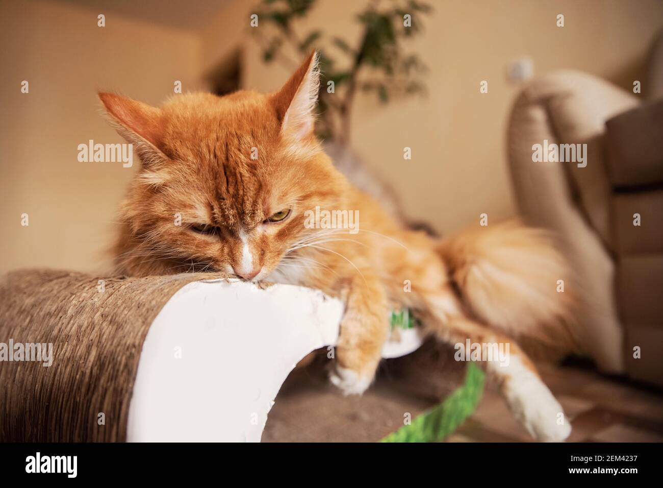 Catnip bed hi-res stock photography and images - Alamy