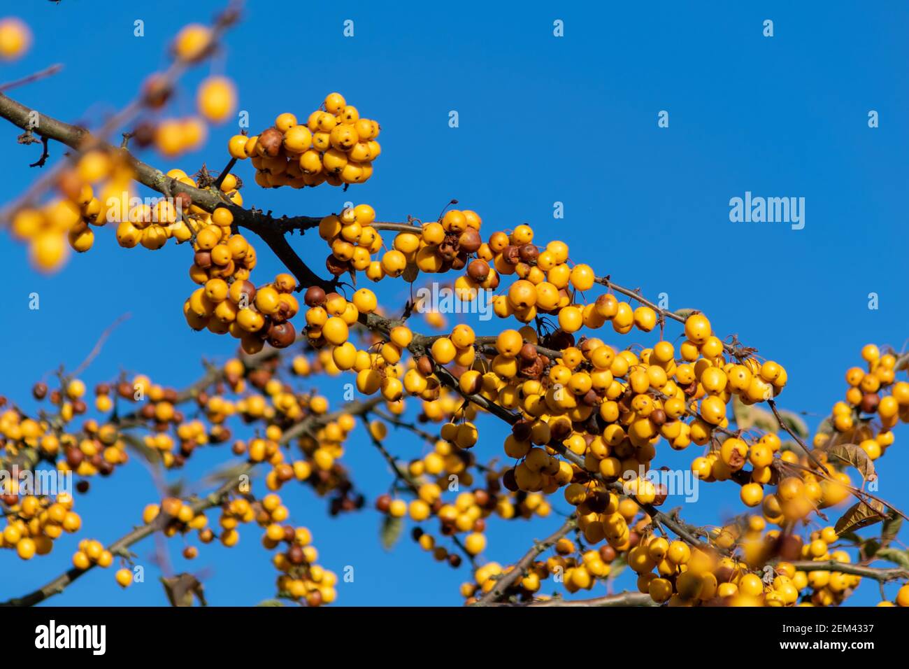 Many yellow golden crab apple berries growing with blue against ...
