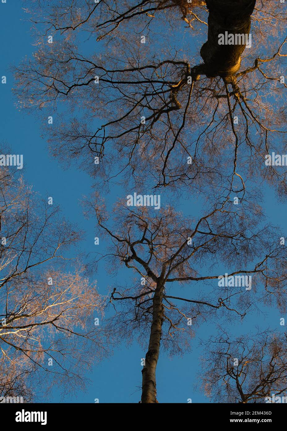 Frog in a forest hi-res stock photography and images - Alamy