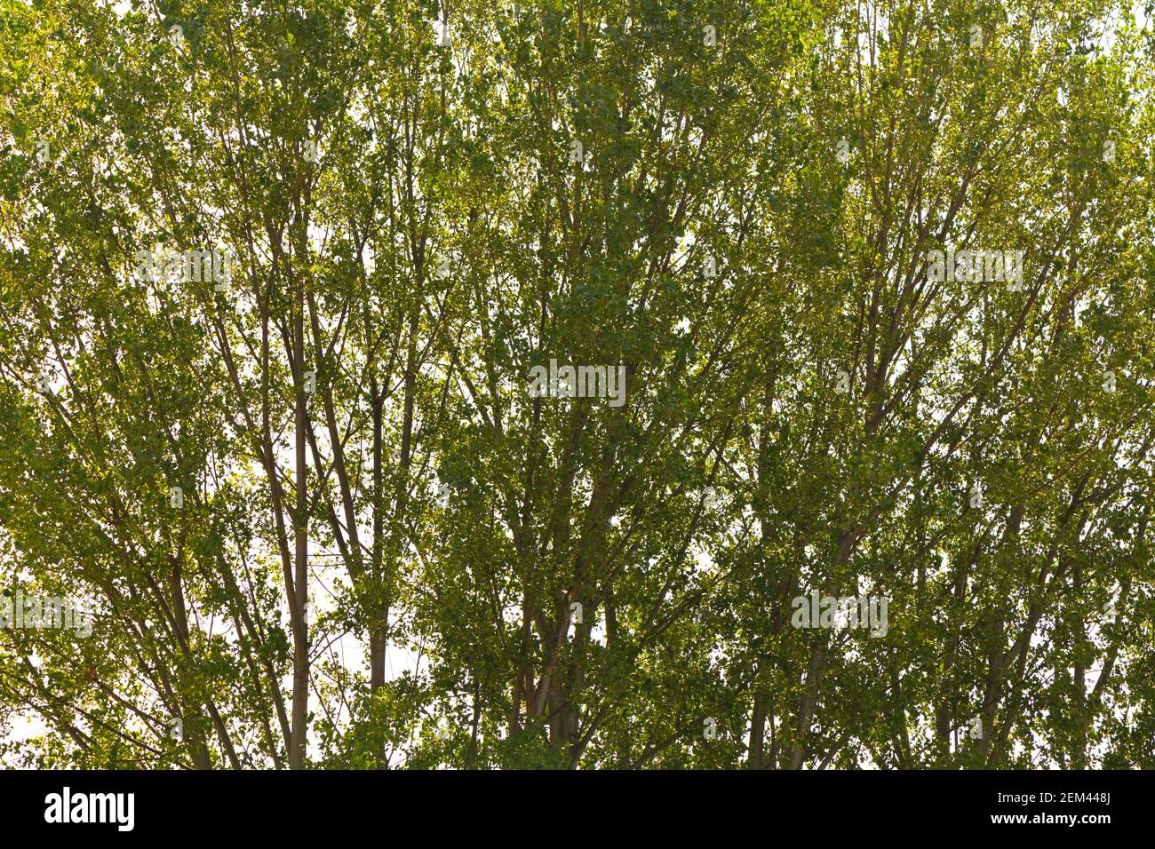 Background texture, of large trees with back light Stock Photo - Alamy