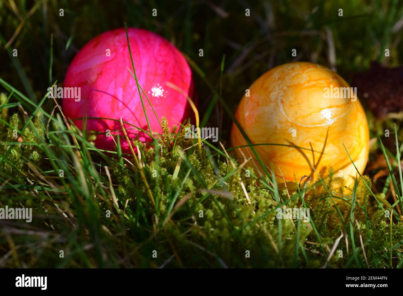 Two yellow colored eggs hi-res stock photography and images - Alamy