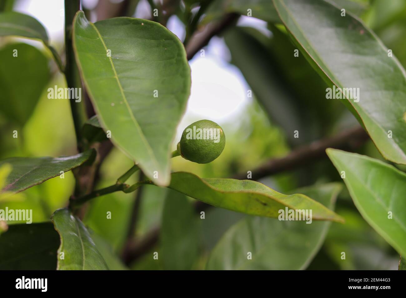 Small orange tree hi-res stock photography and images - Alamy