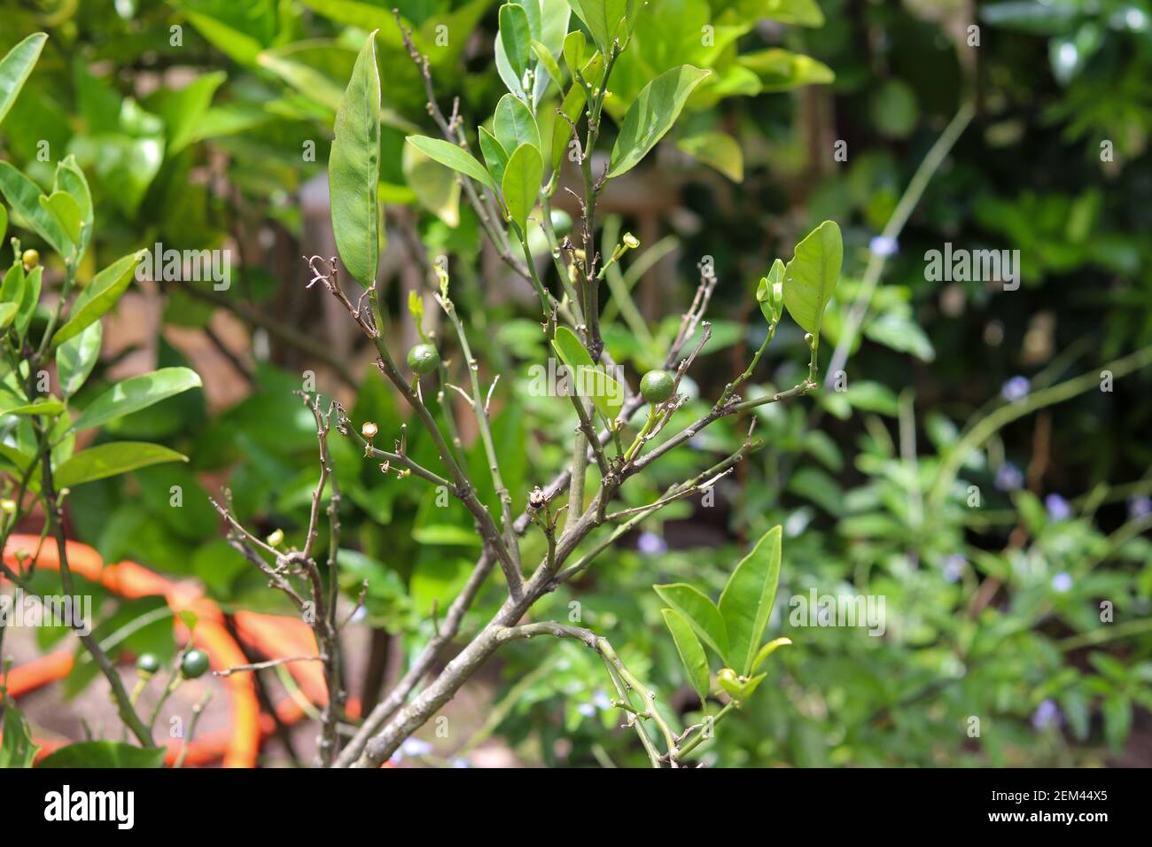 A small orange tree in the garden Stock Photo - Alamy