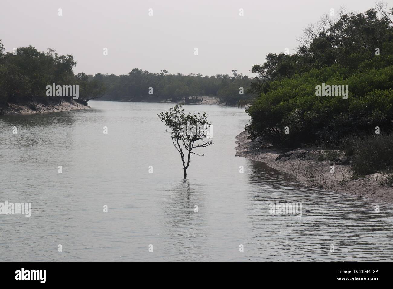 Tree is standing in river water Stock Photo - Alamy