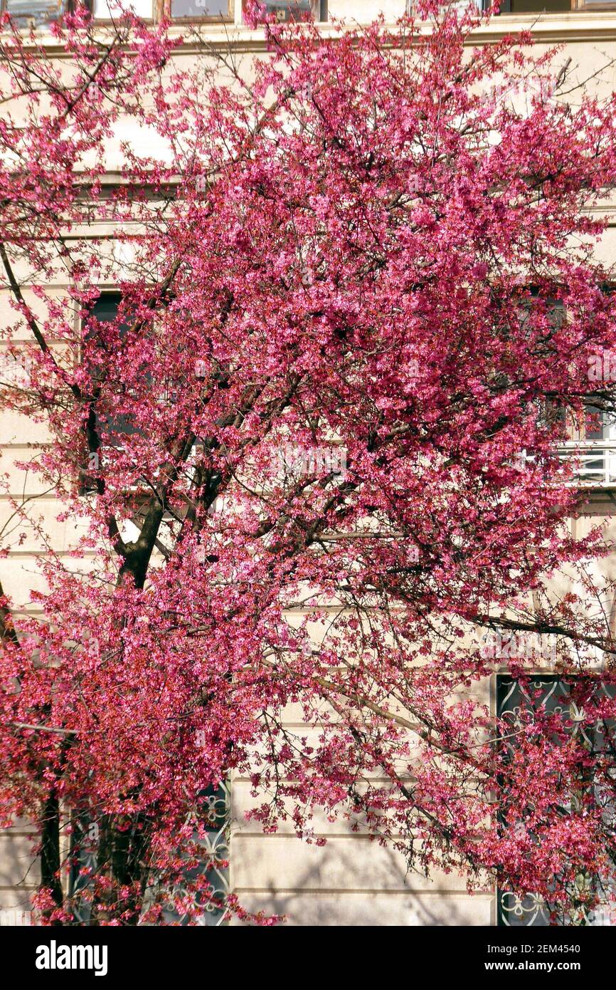 Milan, Italy. 24th Feb, 2021. MILAN - EARLY SPRING IN PIAZZA SANT ...