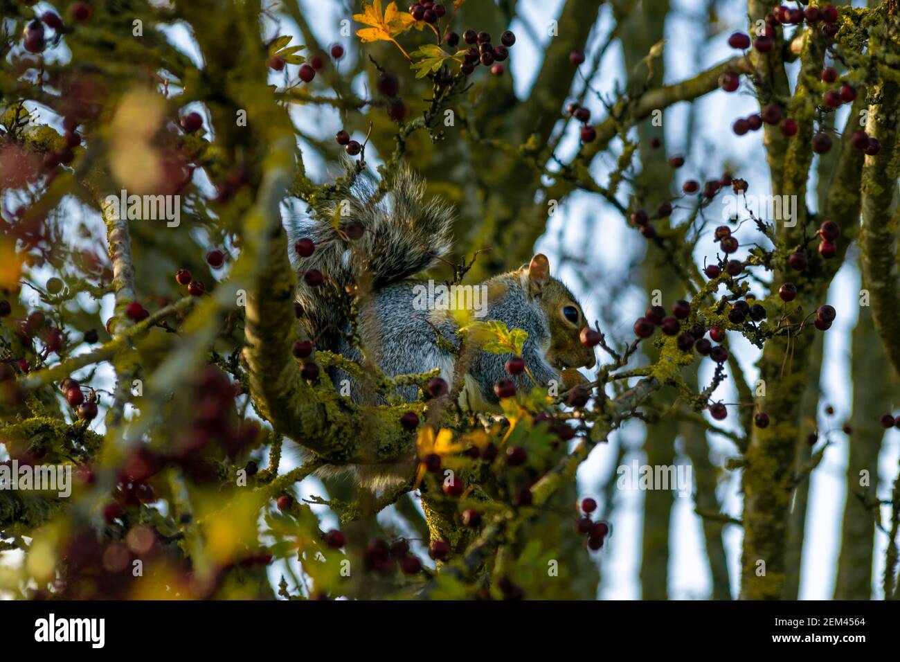 Grey squirrel sitting on a branch collecting food, british rodent in ...
