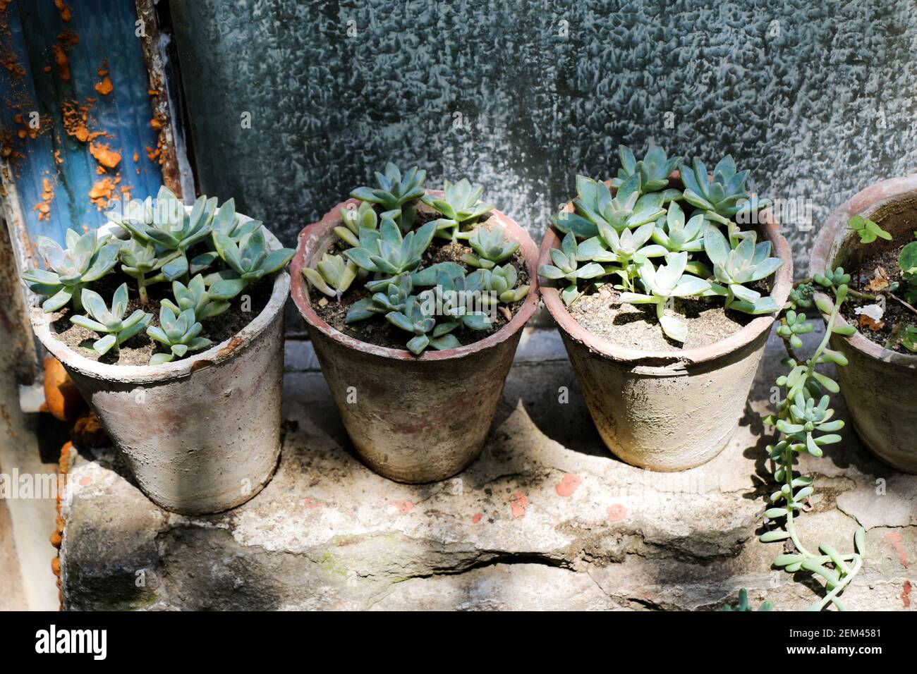 Flowers in flower pot in a botanical garden section Stock Photo - Alamy