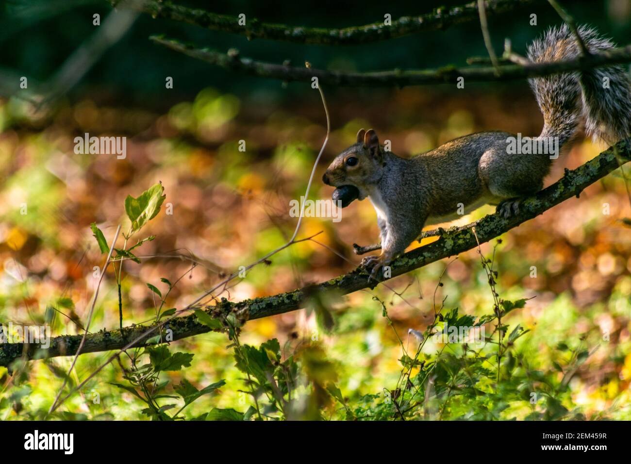 Squirrel Big Nuts Support